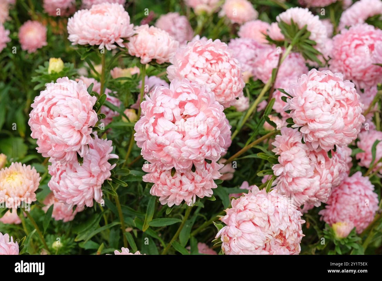 Peach pink Callistephus chinensis, ‘Duchesse Apricot’ Annual Aster ...