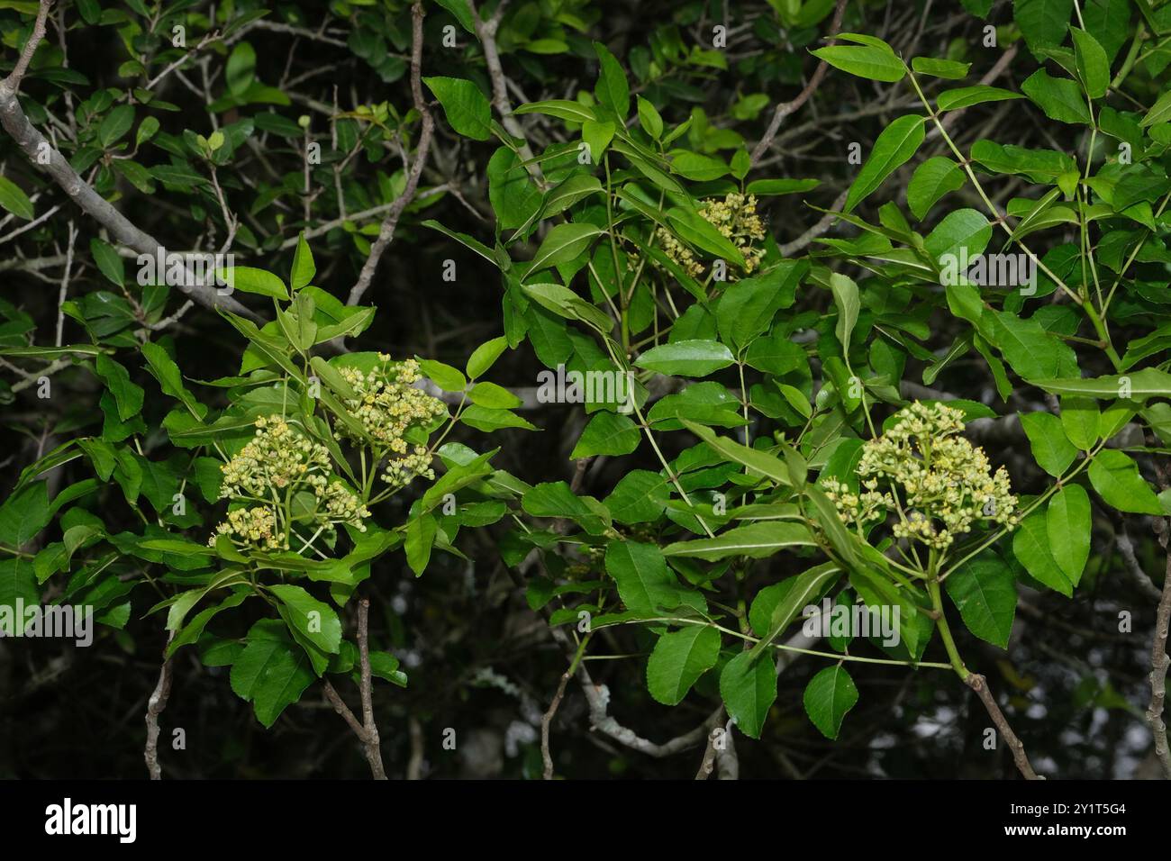 Hercules' club (Zanthoxylum clava-herculis) Plantae Stock Photo - Alamy