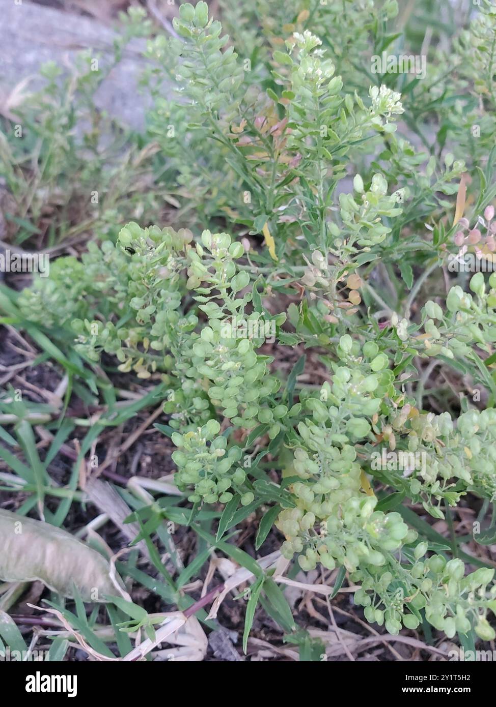 Common Peppergrass (Lepidium densiflorum) Plantae Stock Photo - Alamy