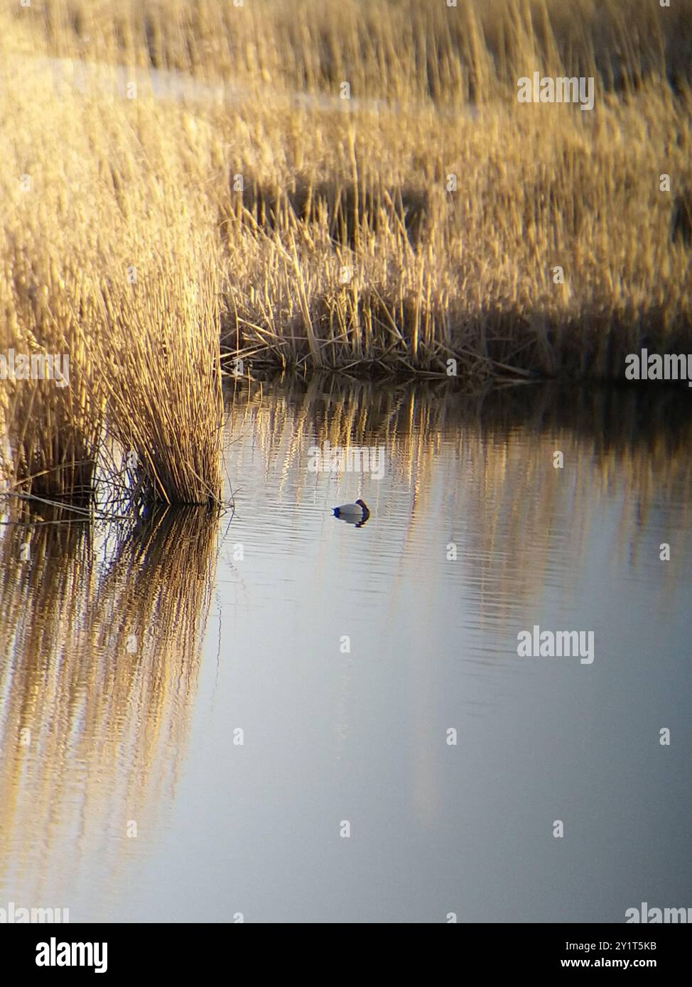 Common Pochard (Aythya ferina) Aves Stock Photo - Alamy