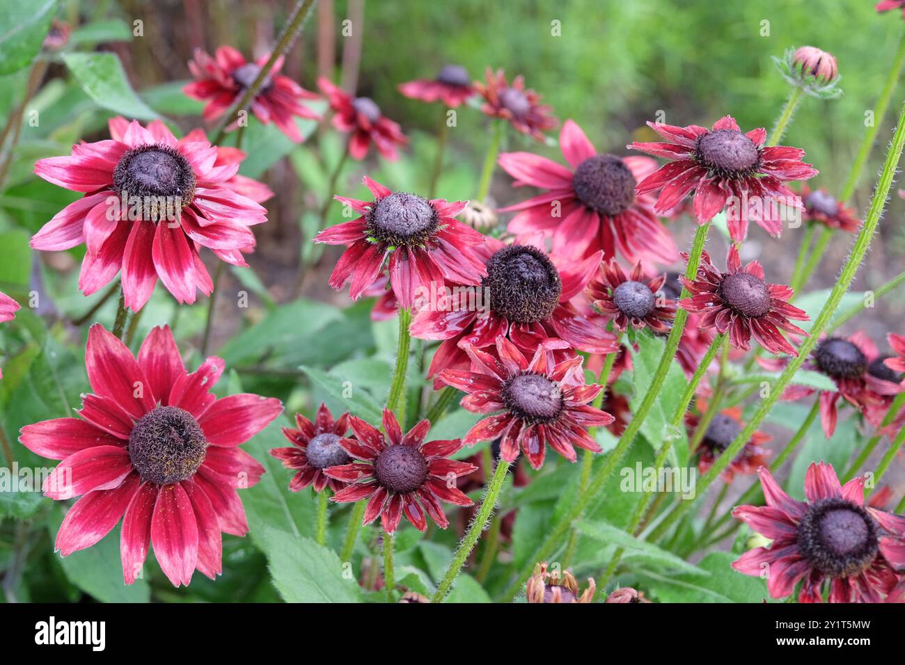 Red pink Rudbeckia hirta ‘Cherry Brandy’ black eyed susan in flower ...