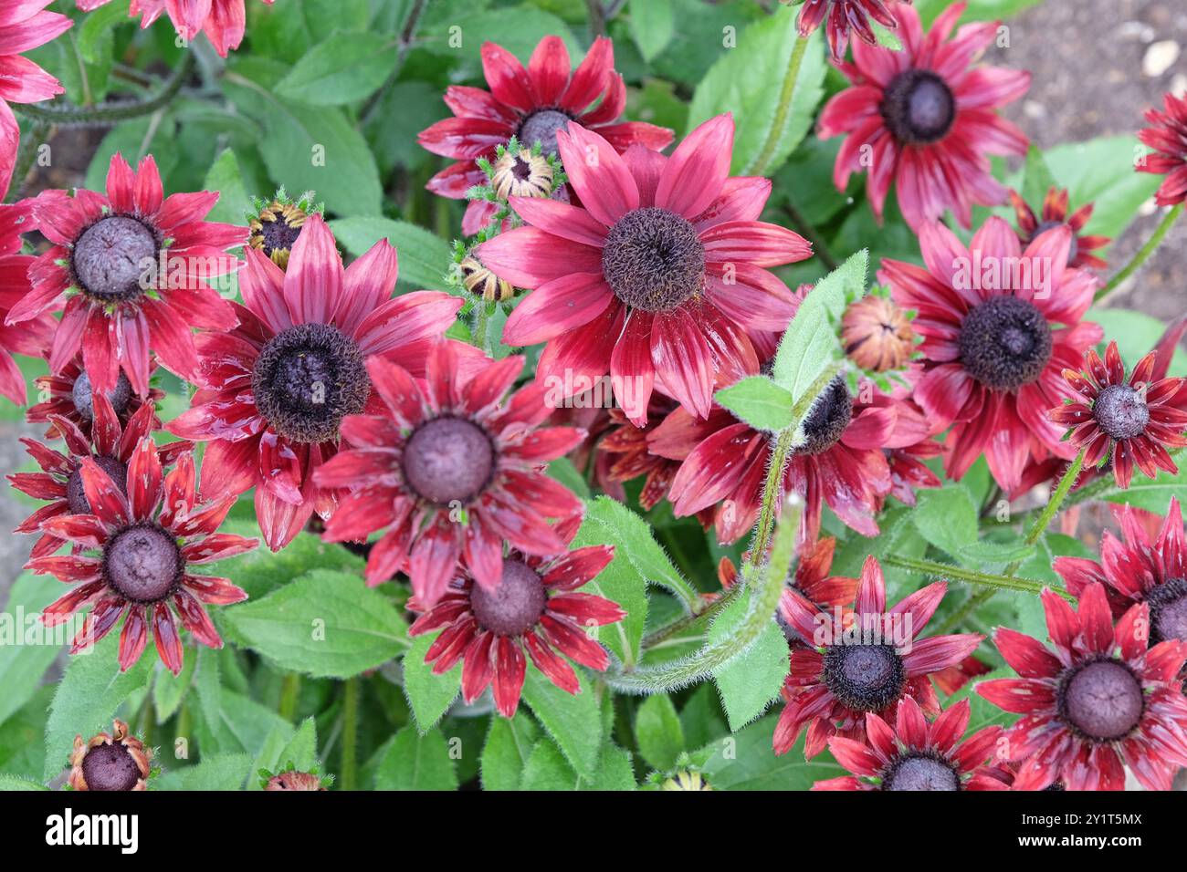 Red pink Rudbeckia hirta ‘Cherry Brandy’ black eyed susan in flower ...