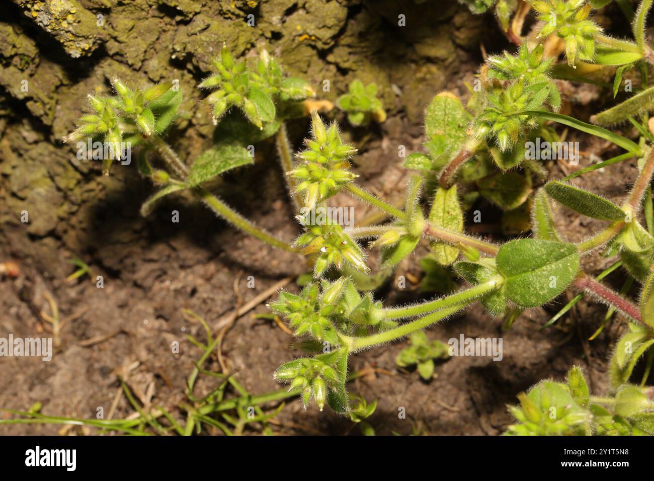 Sticky mouse-ear chickweed (Cerastium glomeratum) Plantae Stock Photo ...