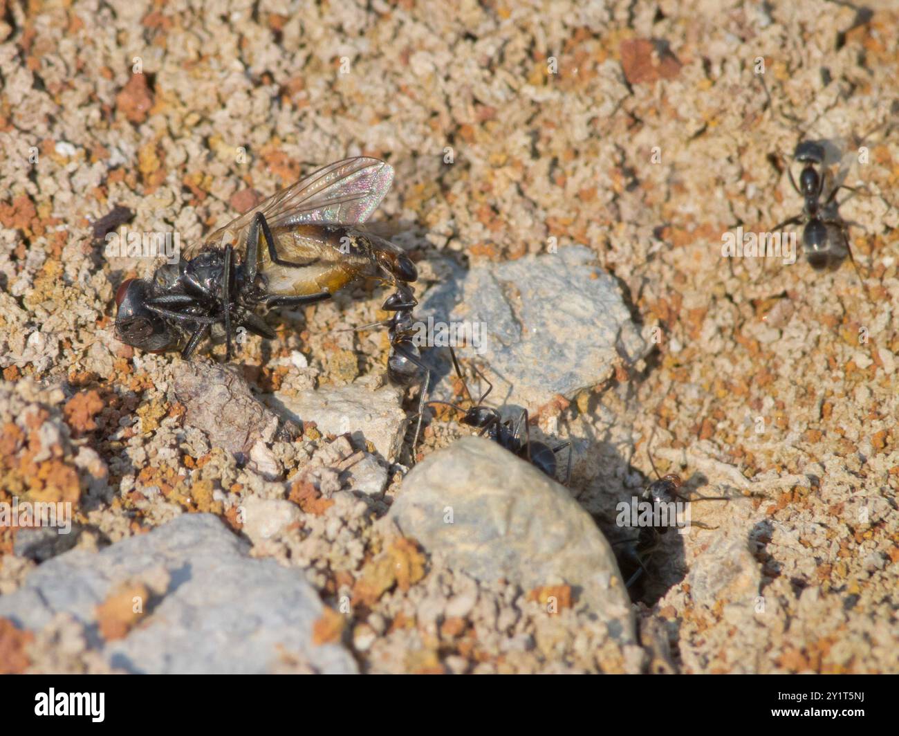 Pyramid Ants (Dorymyrmex) Insecta Stock Photo - Alamy