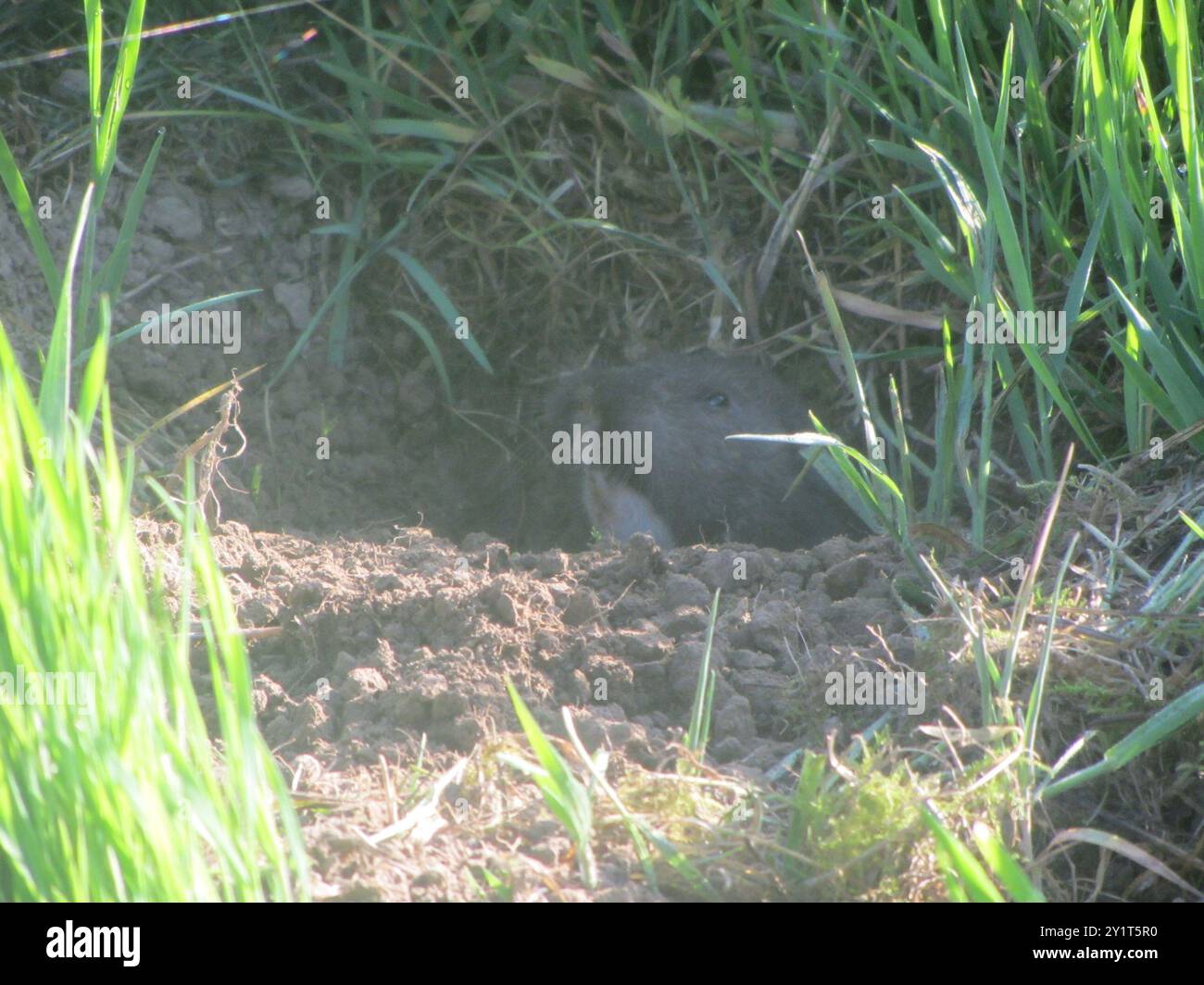 Camas Pocket Gopher (Thomomys bulbivorus) Mammalia Stock Photo - Alamy