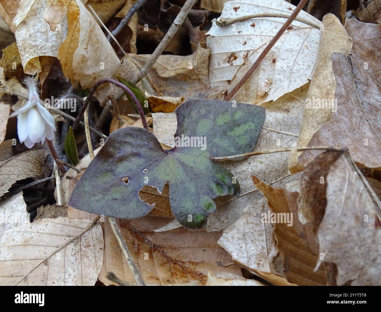 sharp-lobed hepatica (Hepatica acutiloba) Plantae Stock Photo - Alamy