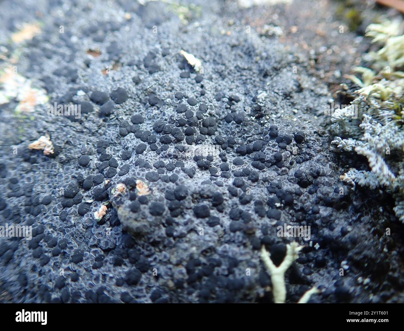 Tile Lichens (Lecidea) Fungi Stock Photo - Alamy