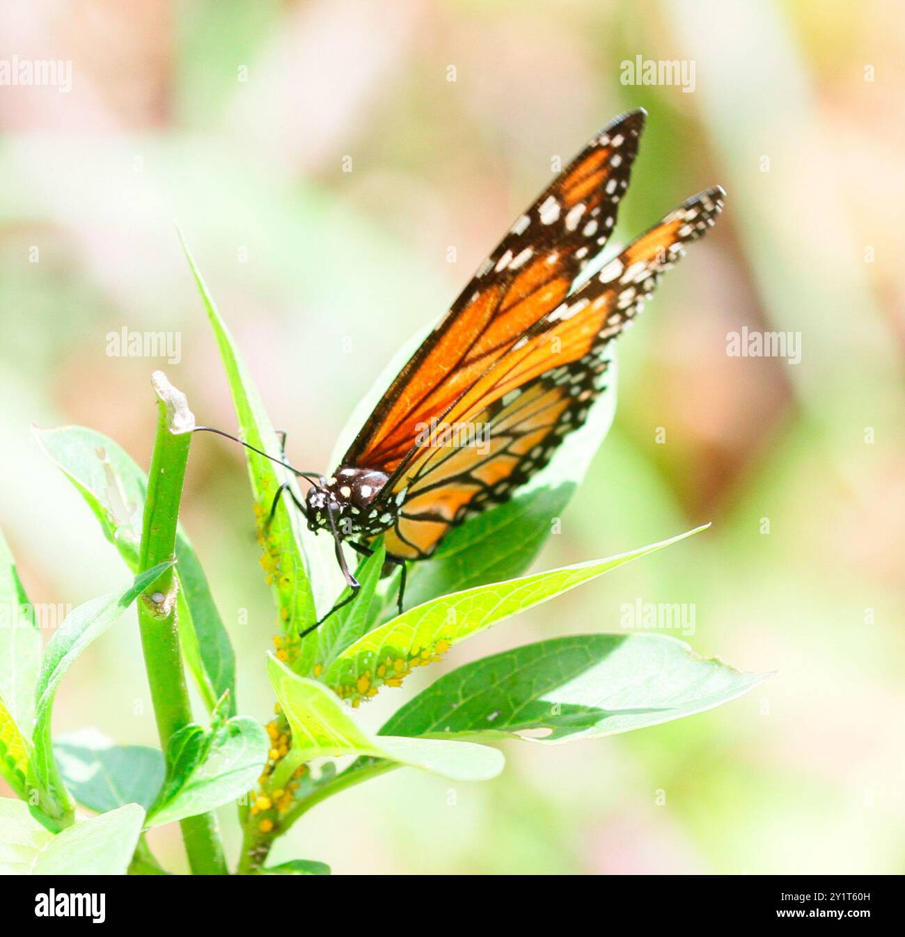 Southern Monarch (Danaus erippus) Insecta Stock Photo - Alamy