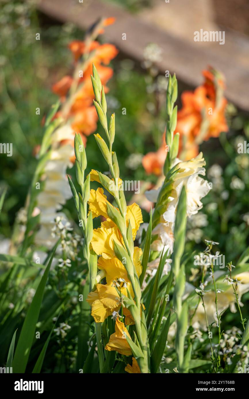garbarino garbarino, gladioli flowers in yellow and orange colours ...