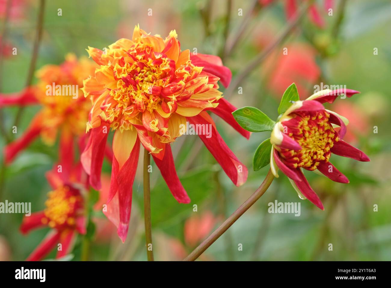 Octopus sparkle hi-res stock photography and images - Alamy