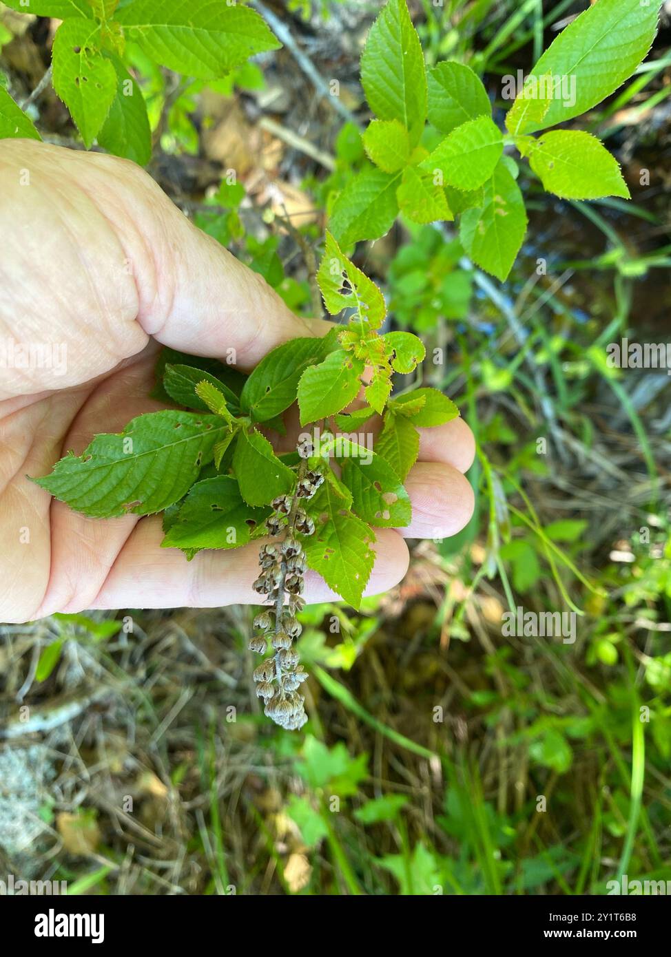 Sweet Pepperbush (Clethra alnifolia) Plantae Stock Photo - Alamy