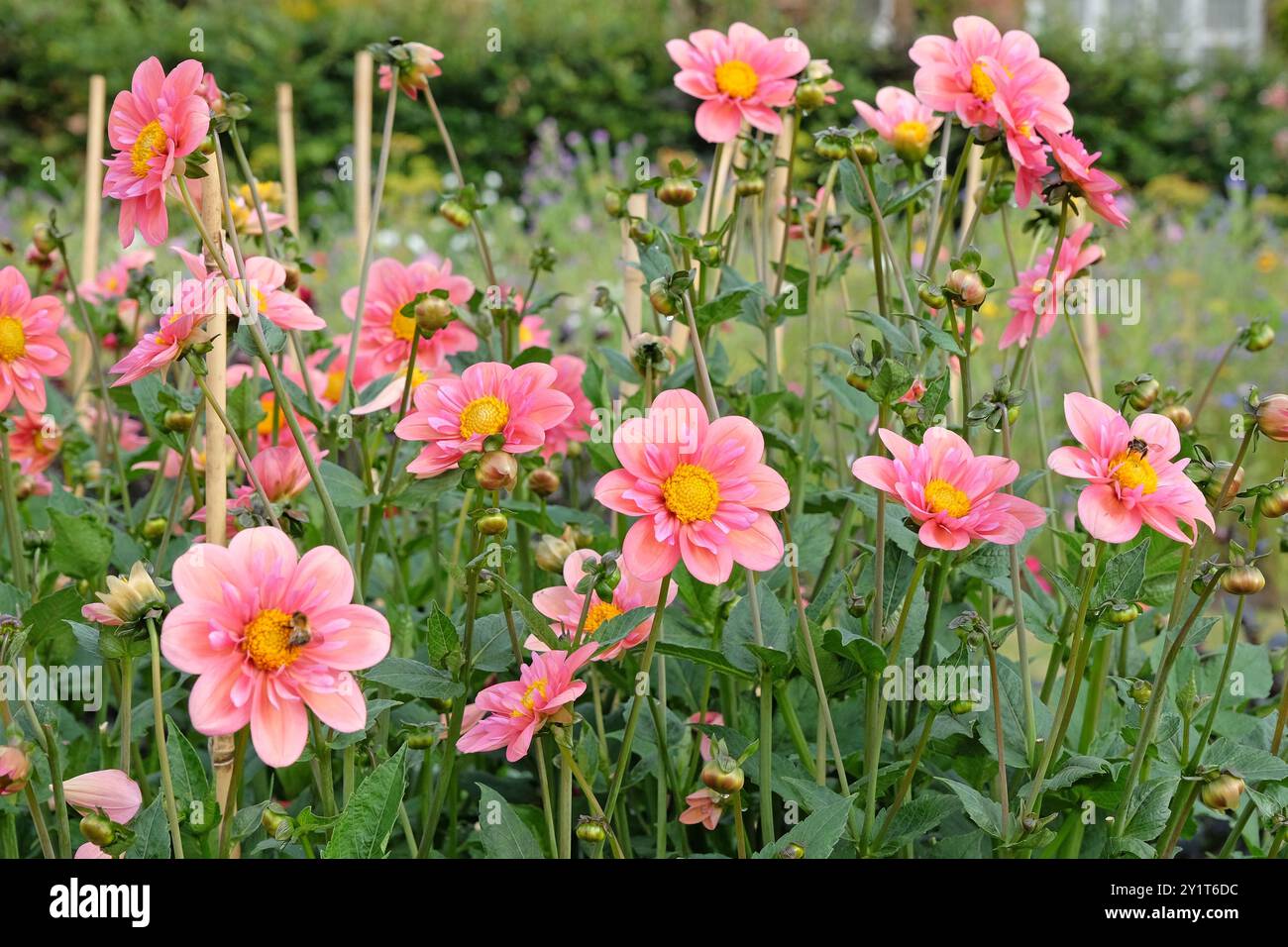 Pink collarette Dahlia ‘Strawberry Bon Bon’ in flower Stock Photo - Alamy