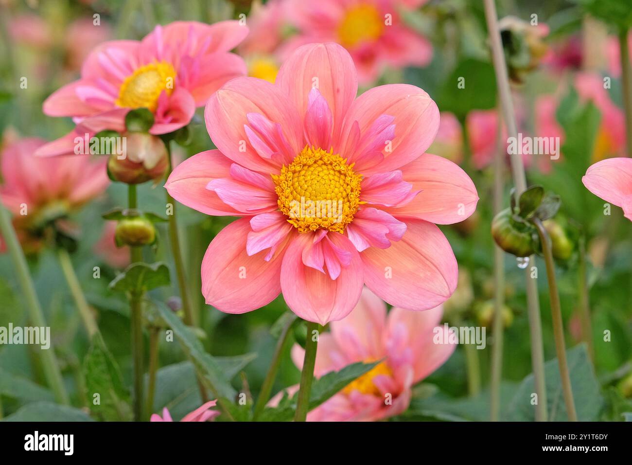 Pink collarette Dahlia ‘Strawberry Bon Bon’ in flower Stock Photo - Alamy