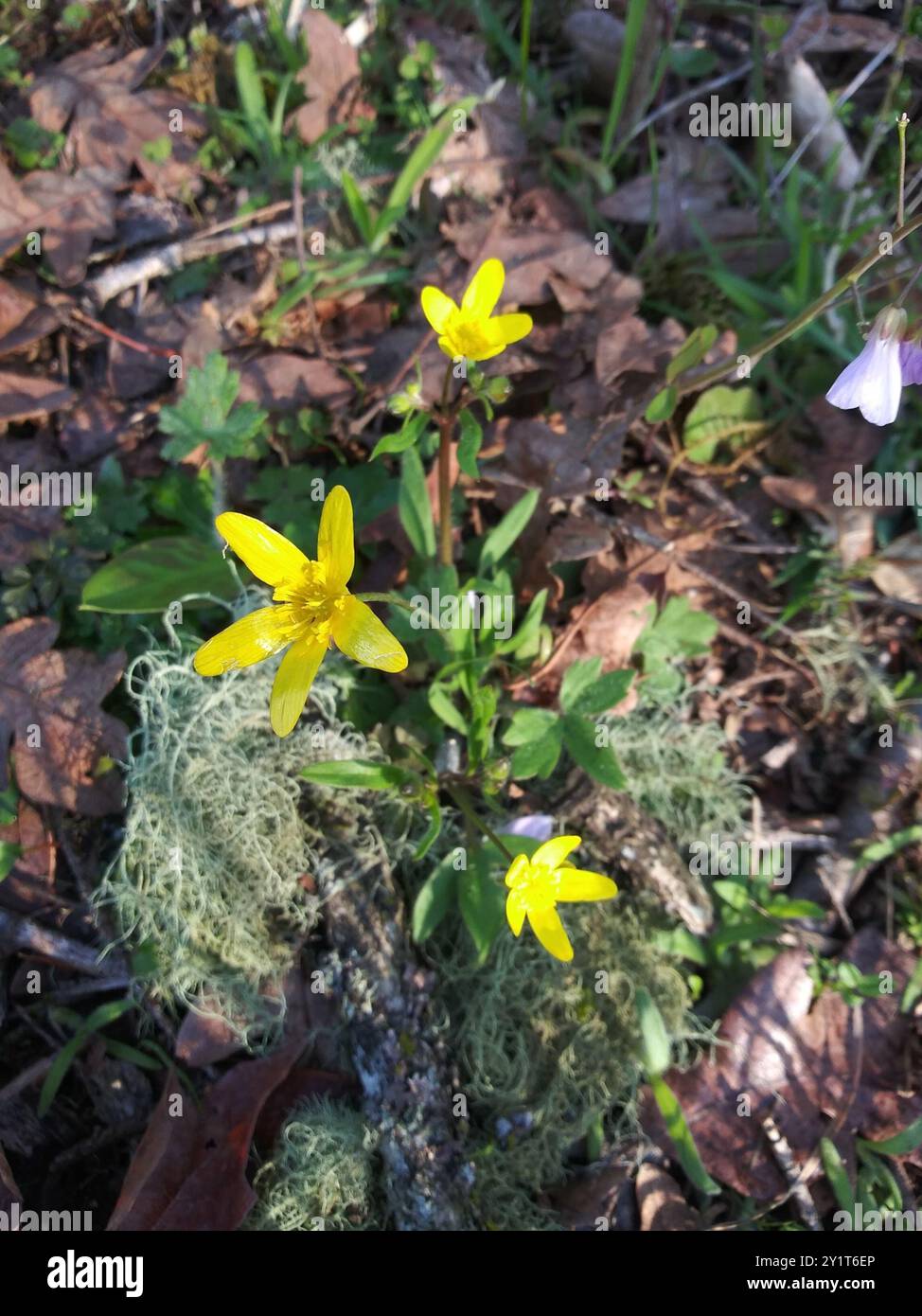 Western Buttercup (Ranunculus occidentalis) Plantae Stock Photo - Alamy