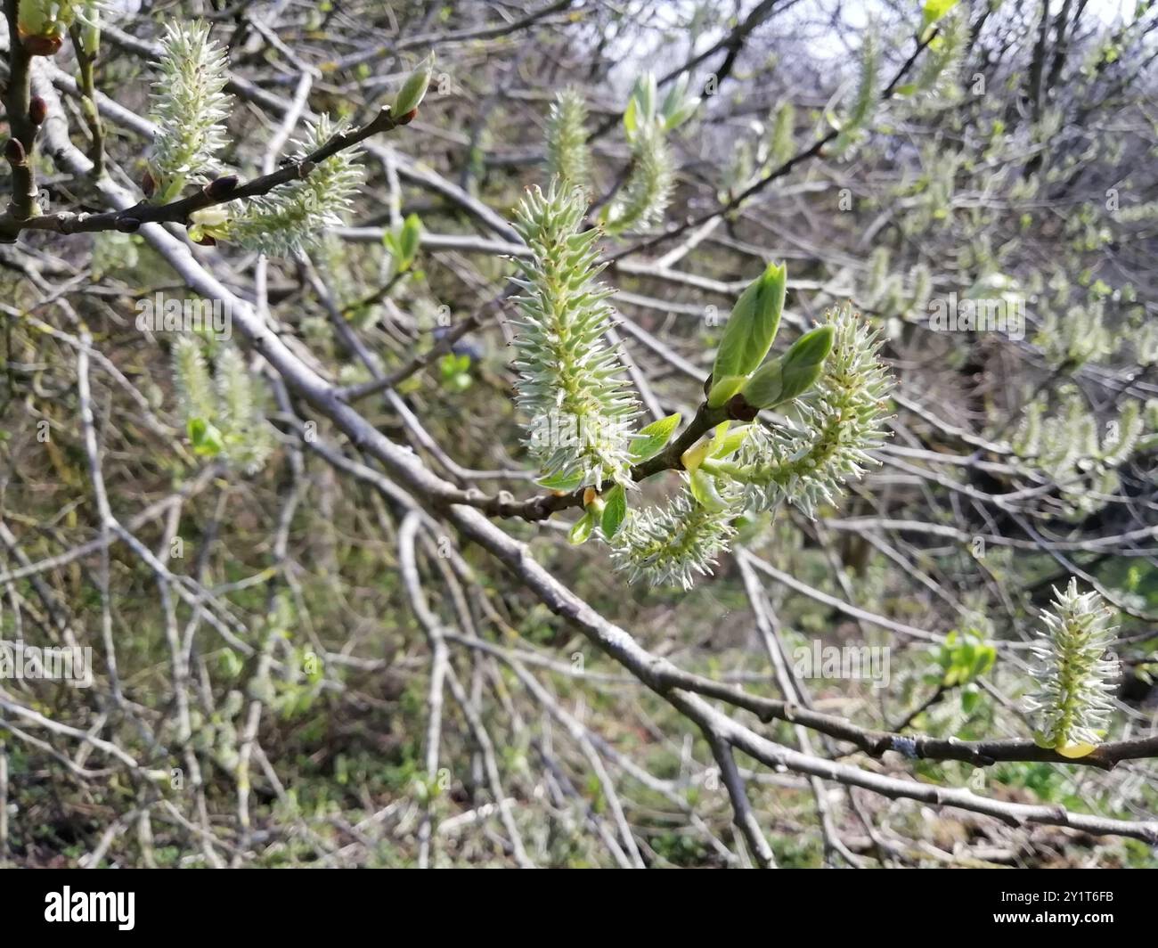 goat willow (Salix caprea) Plantae Stock Photo - Alamy