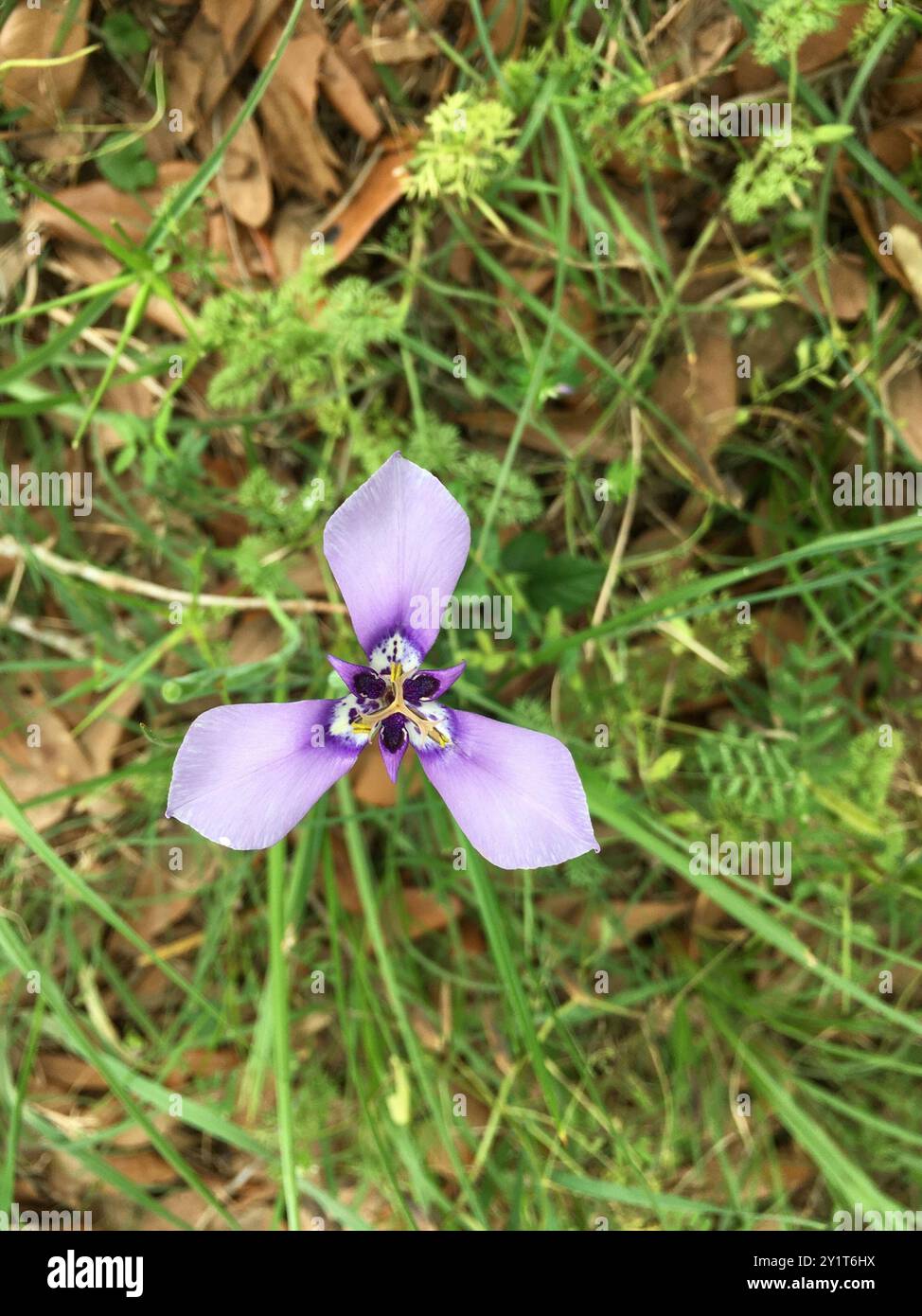 Prairie Nymph (Herbertia lahue) Plantae Stock Photo - Alamy