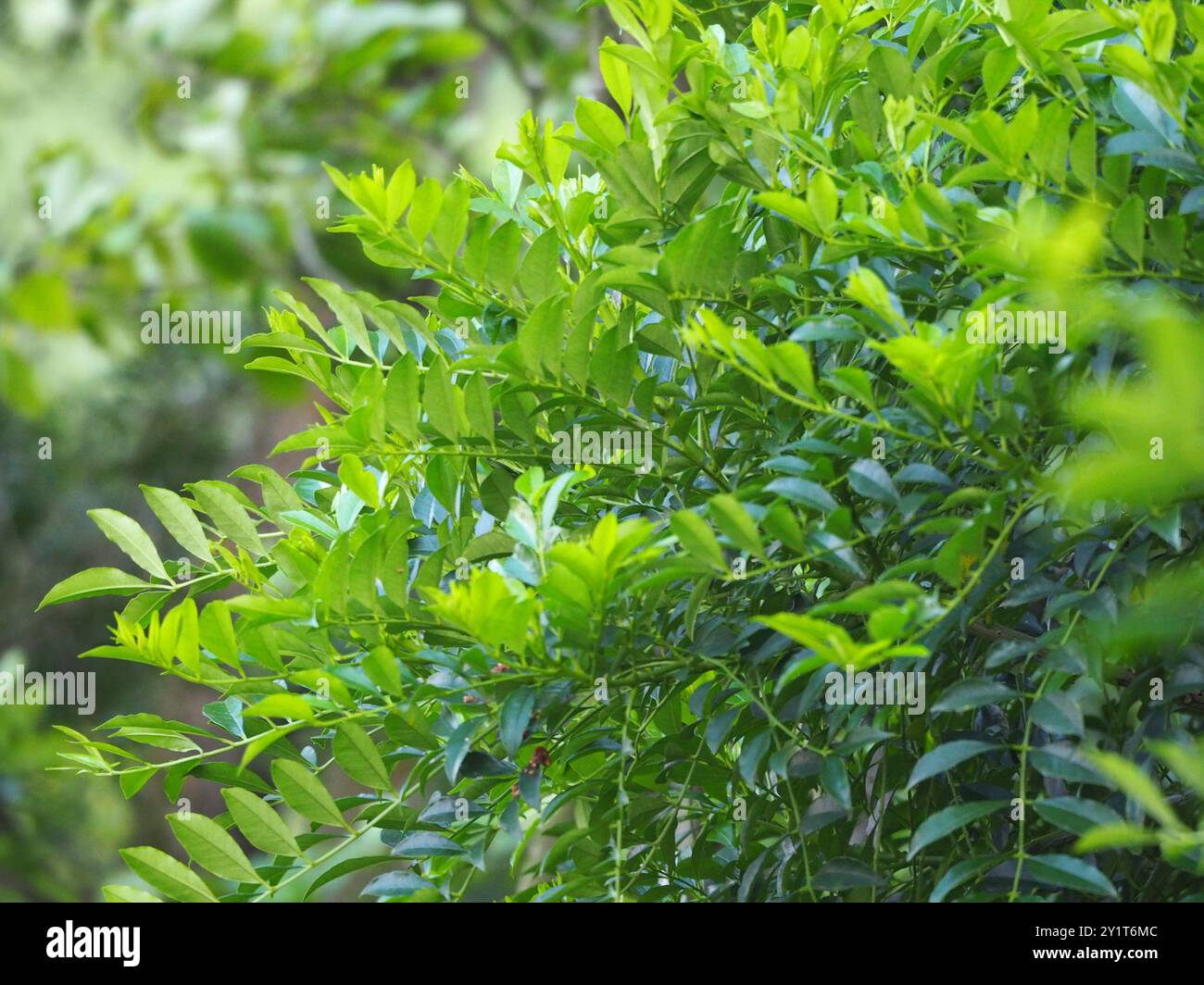 Chinese Wingleaf Prickly Ash (Zanthoxylum avicennae) Plantae Stock ...