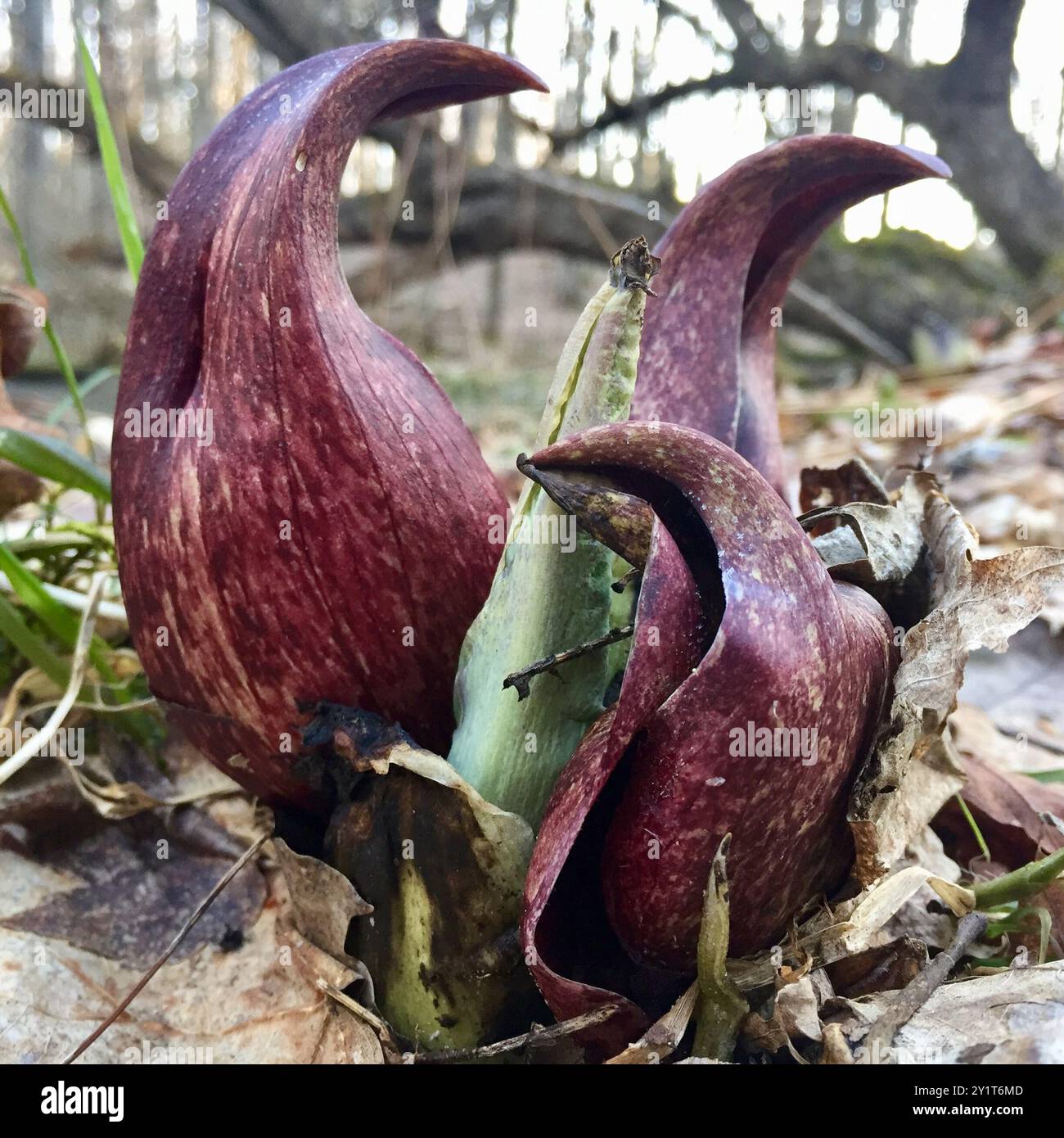 Eastern Skunk Cabbage (Symplocarpus foetidus) Plantae Stock Photo - Alamy