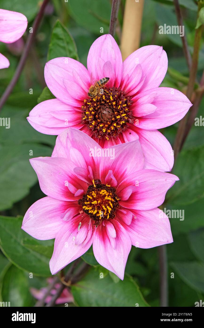 Pink and purple collarette Dahlia ‘Skyfall’ in flower Stock Photo - Alamy