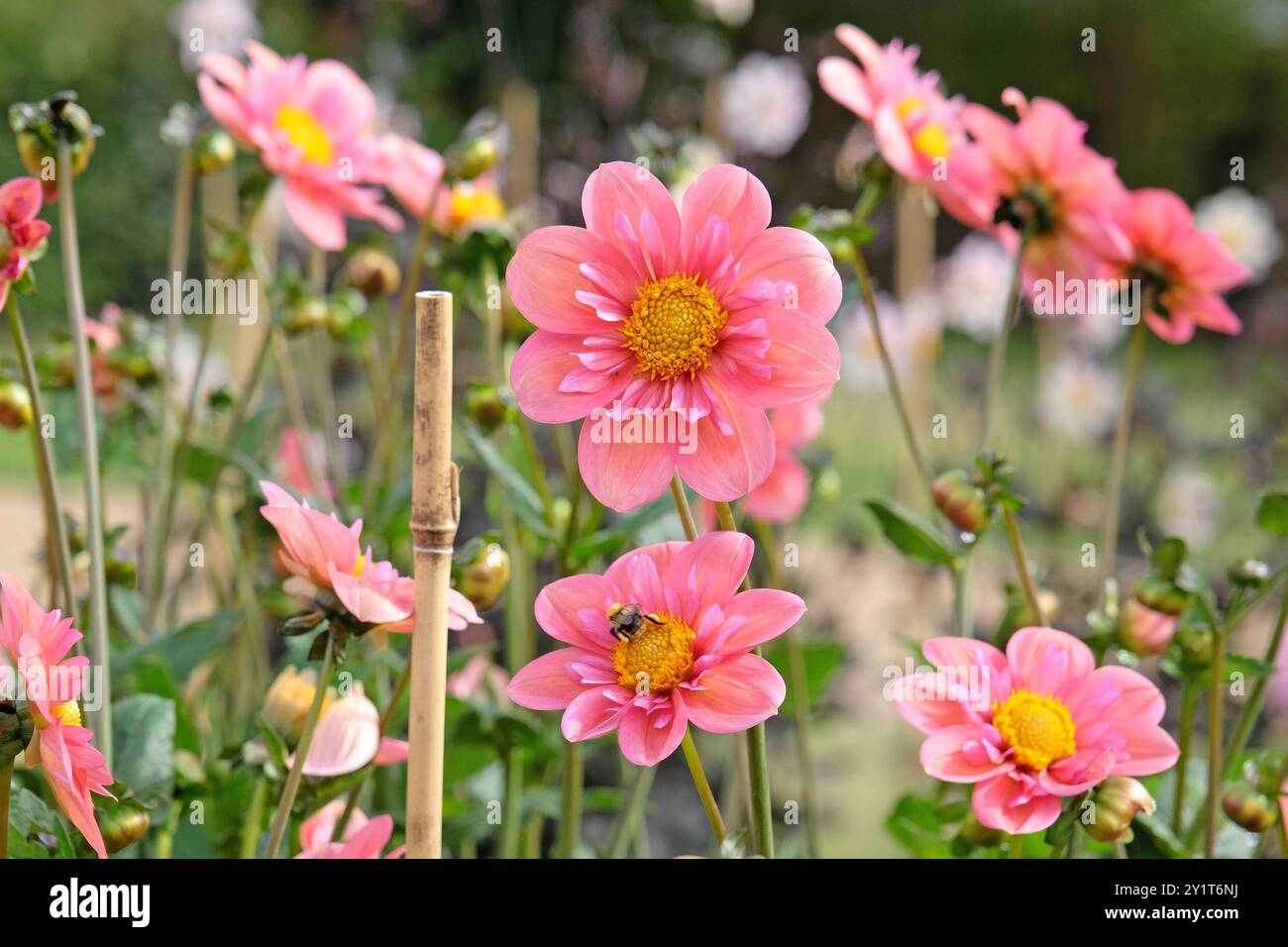 Pink collarette Dahlia ‘Strawberry Bon Bon’ in flower Stock Photo - Alamy