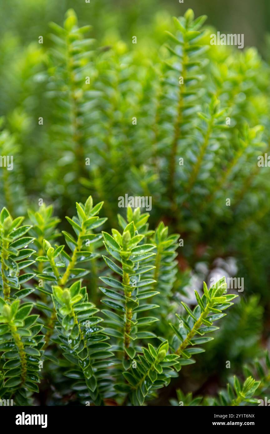 hebe plants close-up Stock Photo - Alamy