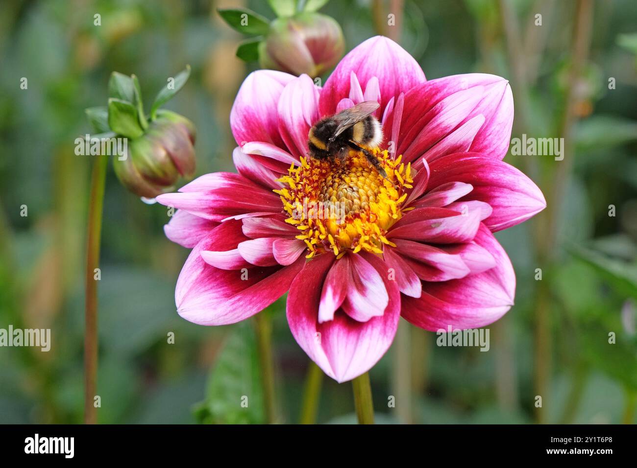 A bumble bee collects pollen on a pink and purple collarette Dahlia ...