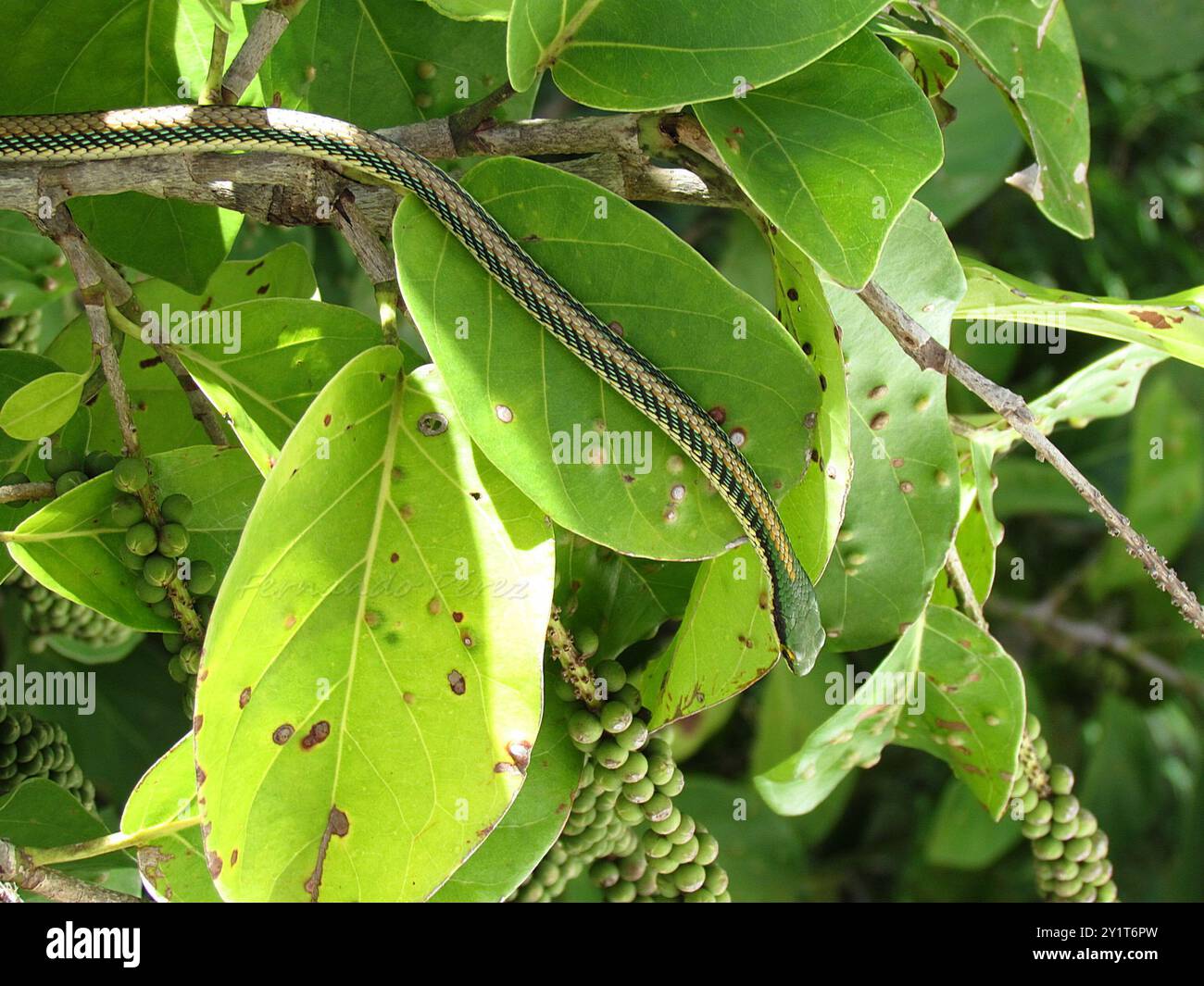 Mexican Parrot Snake (Leptophis mexicanus) Reptilia Stock Photo - Alamy