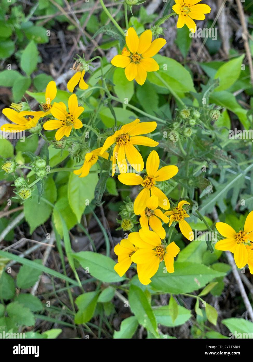 Engelmann daisy (Engelmannia peristenia) Plantae Stock Photo - Alamy