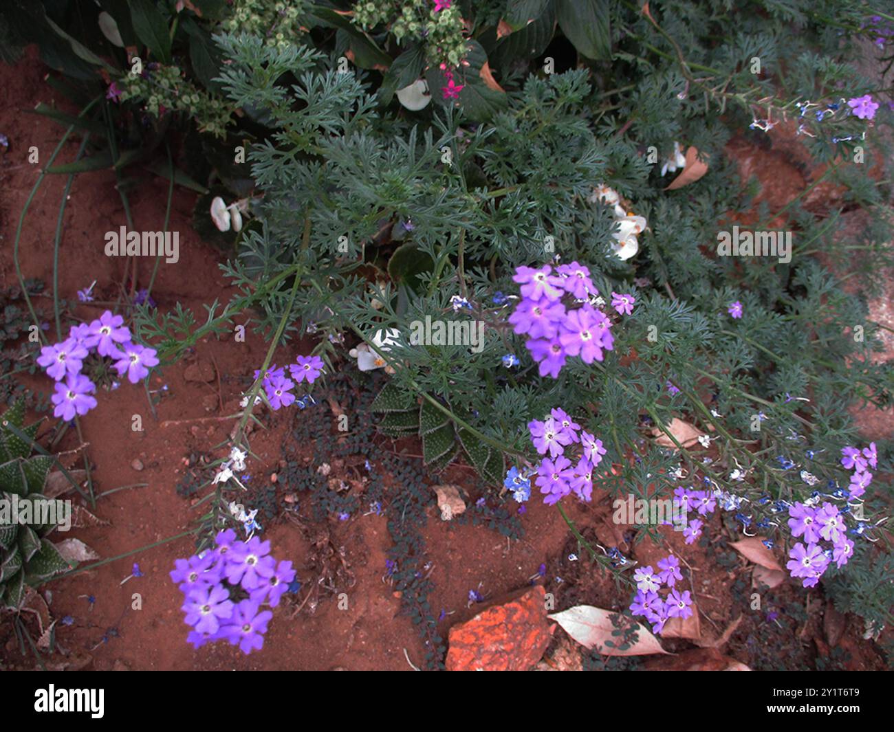 South American mock vervain (Glandularia aristigera) Plantae Stock ...