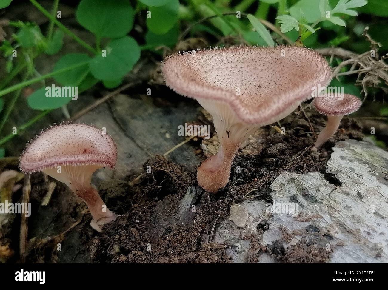 (Panus strigellus) Fungi Stock Photo - Alamy