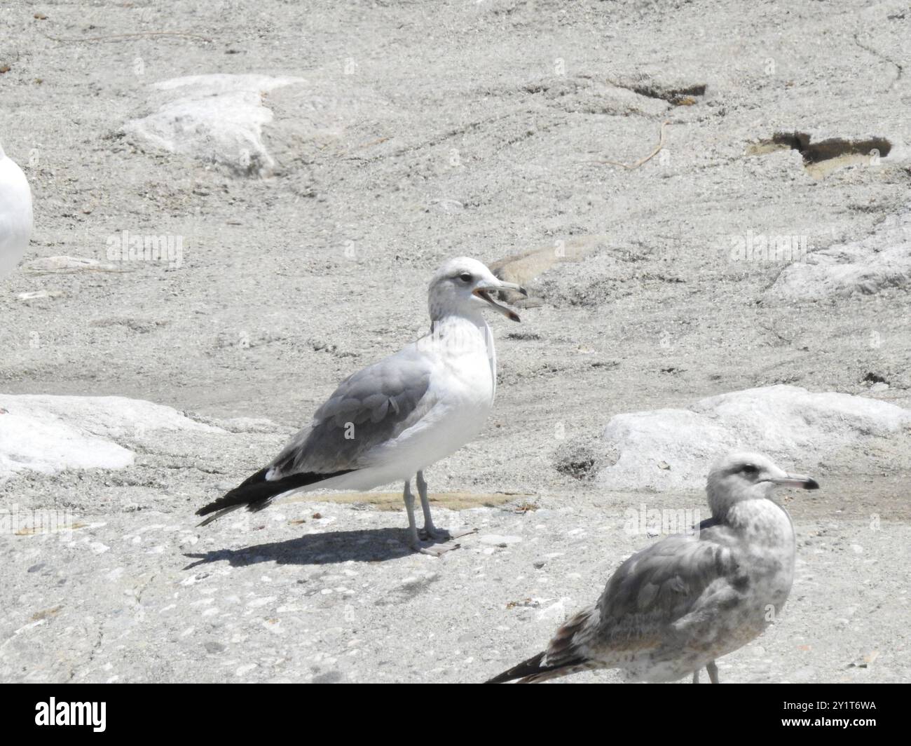 California Gull (Larus californicus) Aves Stock Photo - Alamy