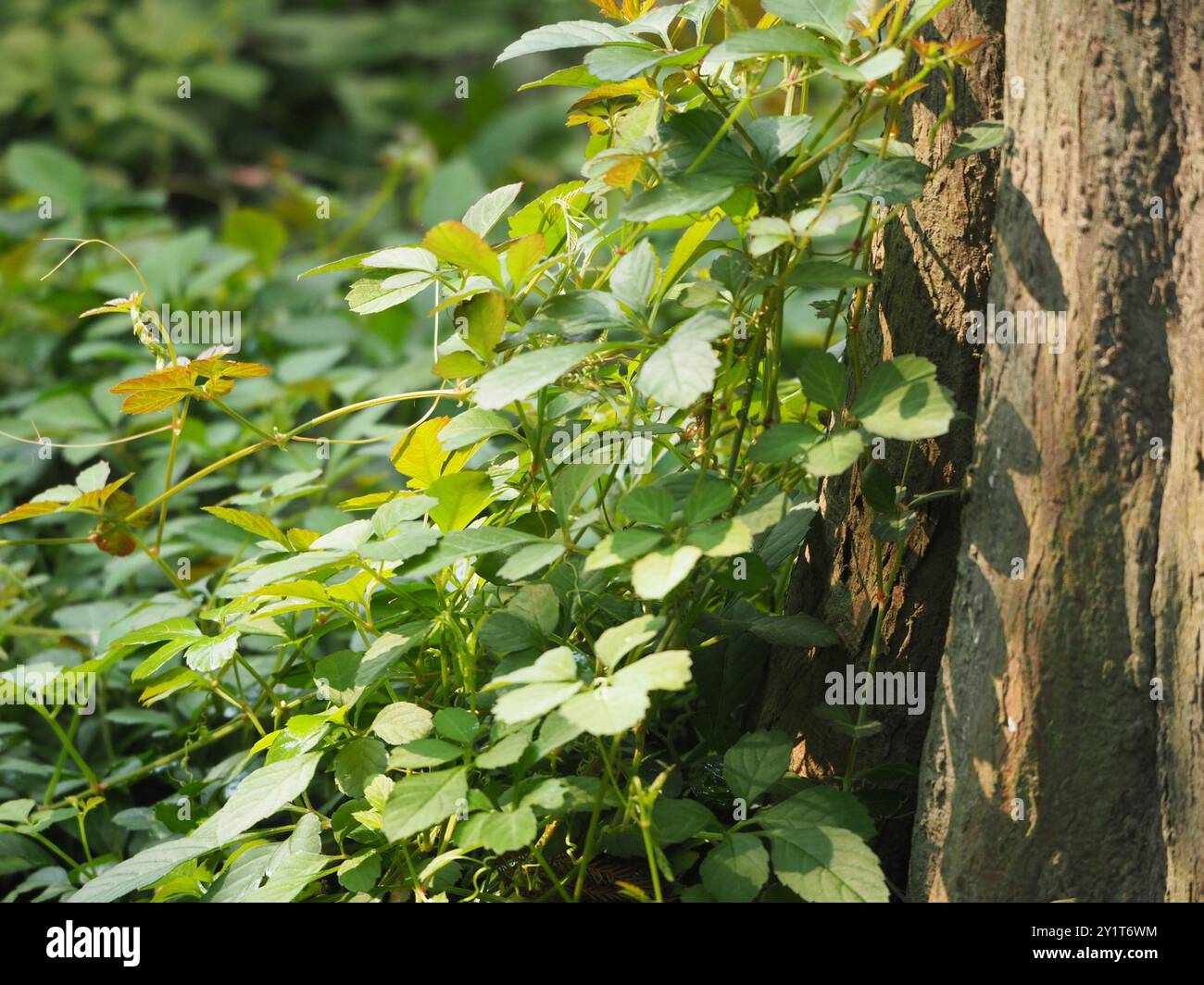 Bushkiller (Causonis japonica) Plantae Stock Photo - Alamy