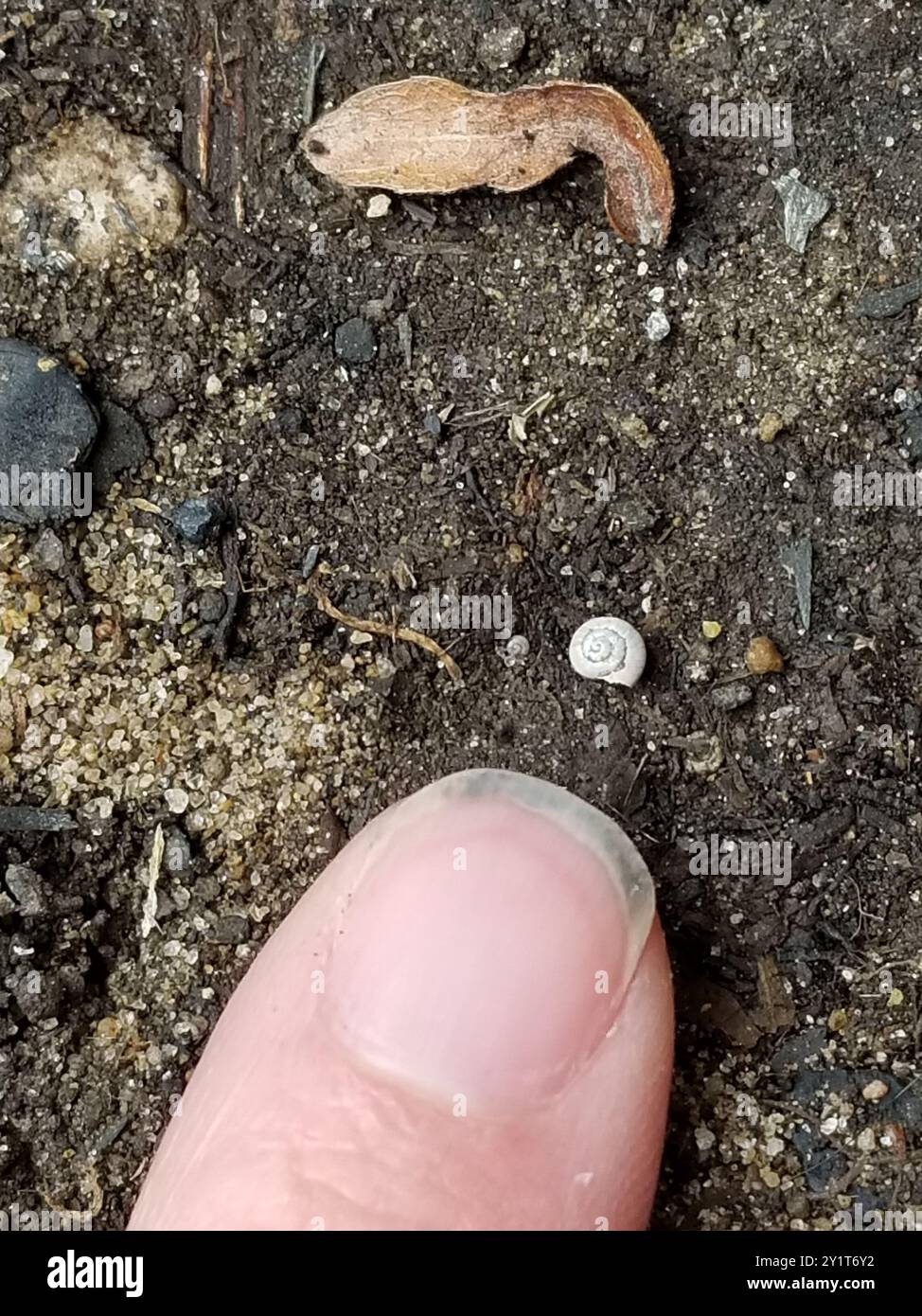 Grass-snails (Vallonia) Mollusca Stock Photo - Alamy