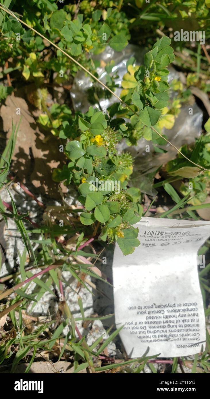 bur clover (Medicago polymorpha) Plantae Stock Photo - Alamy