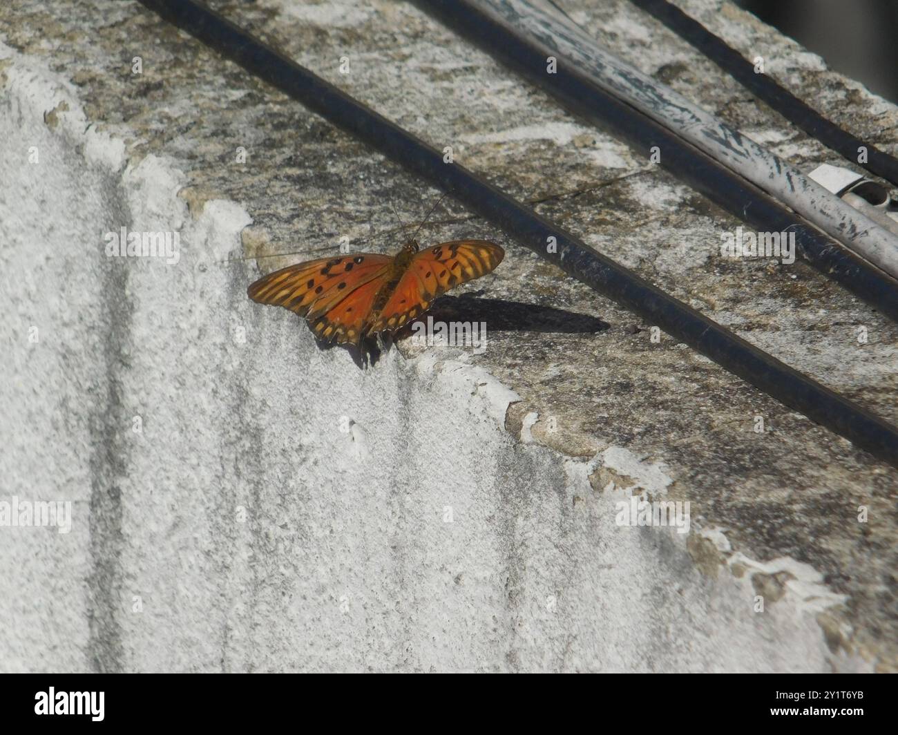 Dione vanillae maculosa hi-res stock photography and images - Alamy