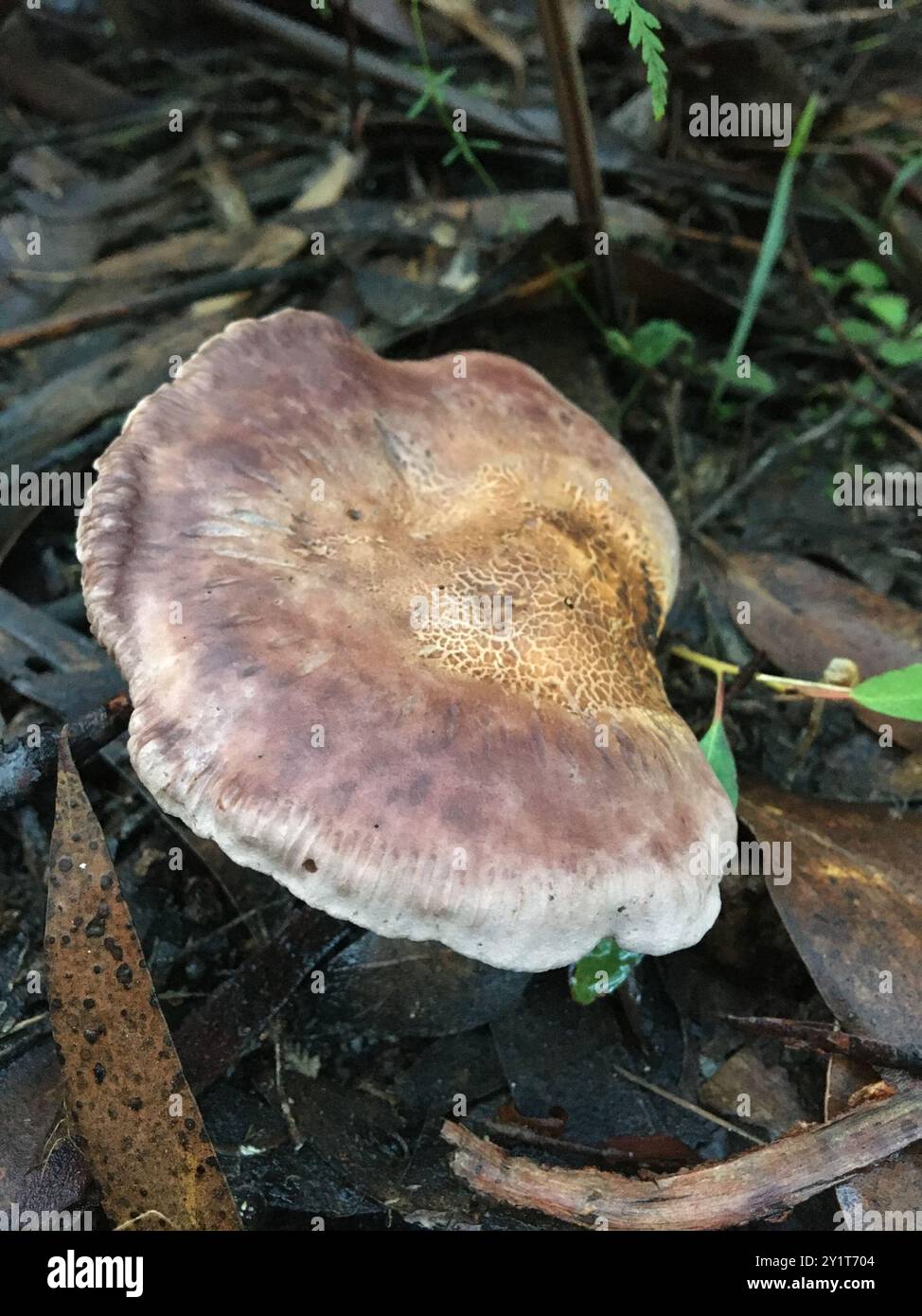 (Leucopaxillus lilacinus) Fungi Stock Photo - Alamy