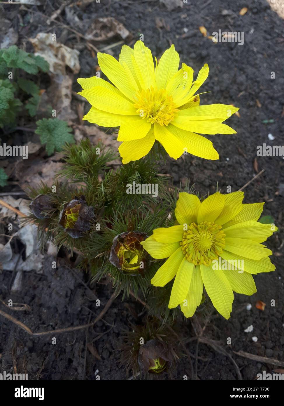 Spring Adonis (Adonis vernalis) Plantae Stock Photo - Alamy