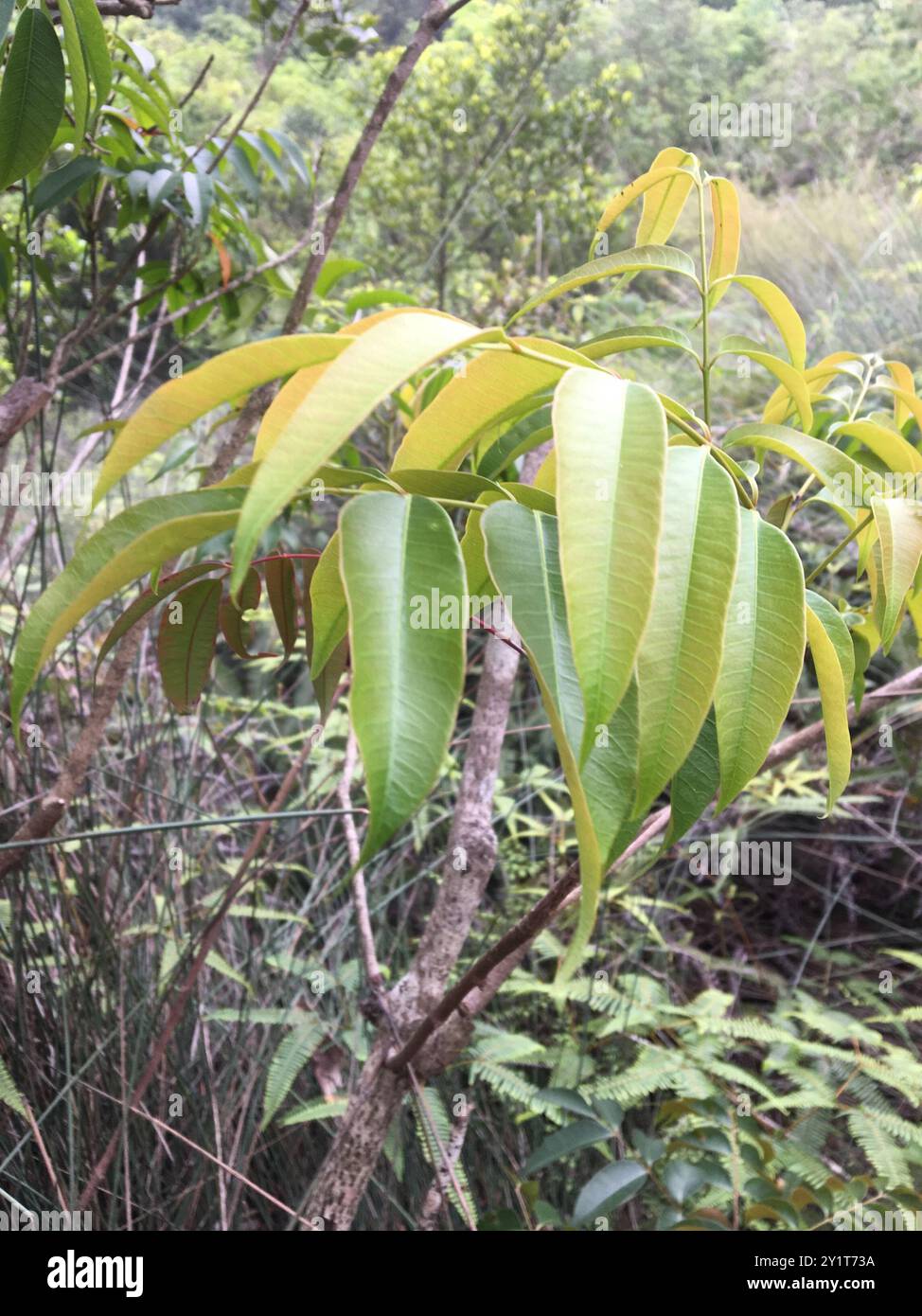 Japanese wax tree (Toxicodendron succedaneum) Plantae Stock Photo - Alamy