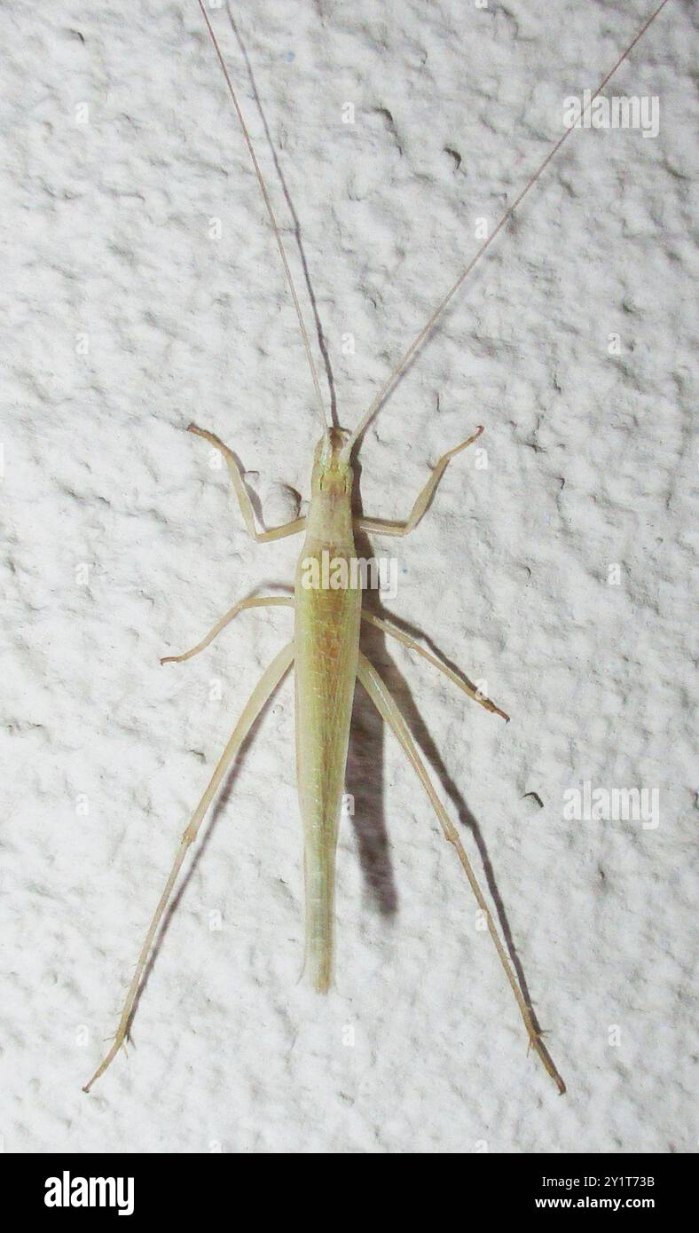 Common Tree Crickets (Oecanthus) Insecta Stock Photo - Alamy