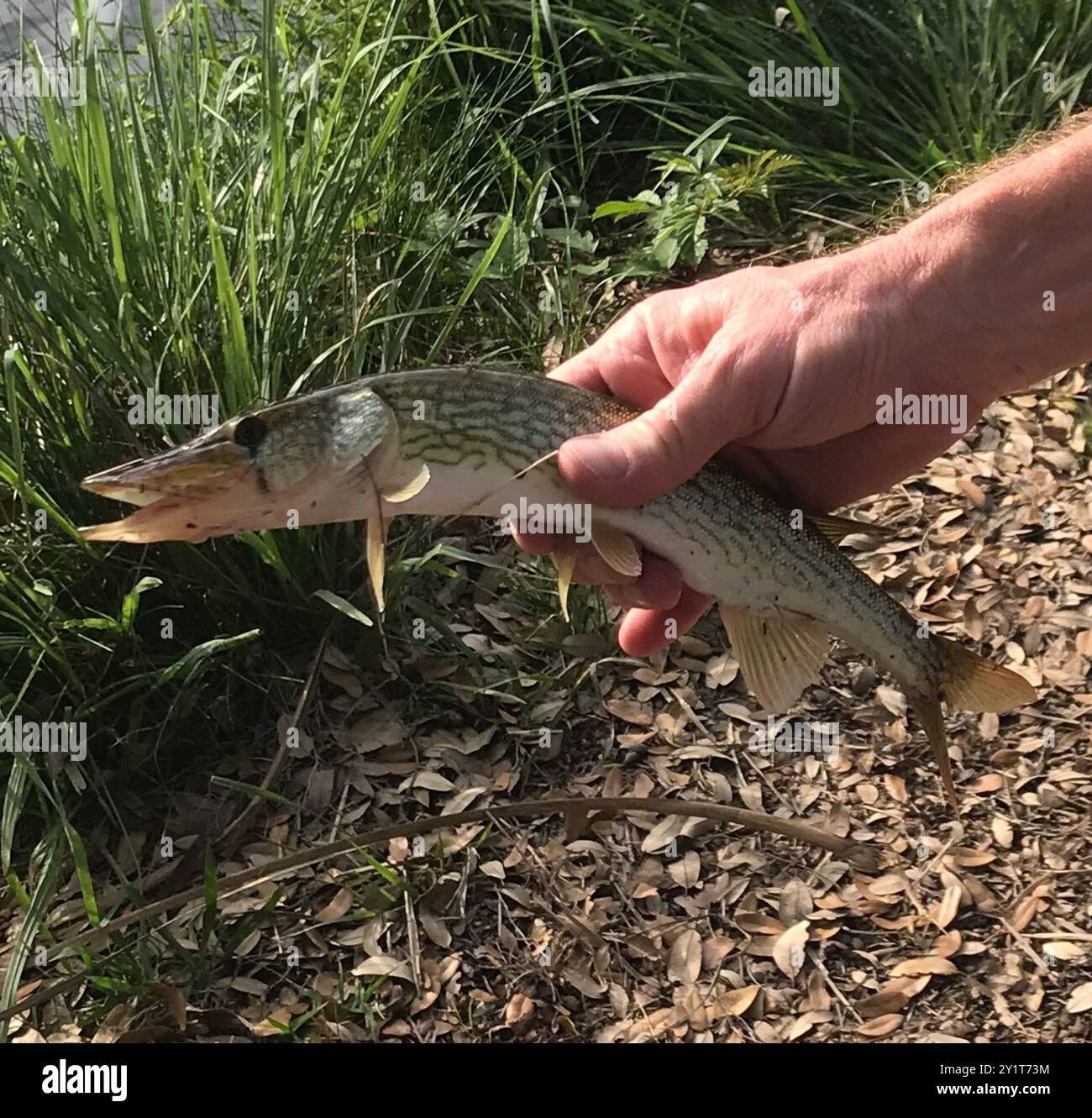Chain Pickerel (Esox niger) Actinopterygii Stock Photo - Alamy