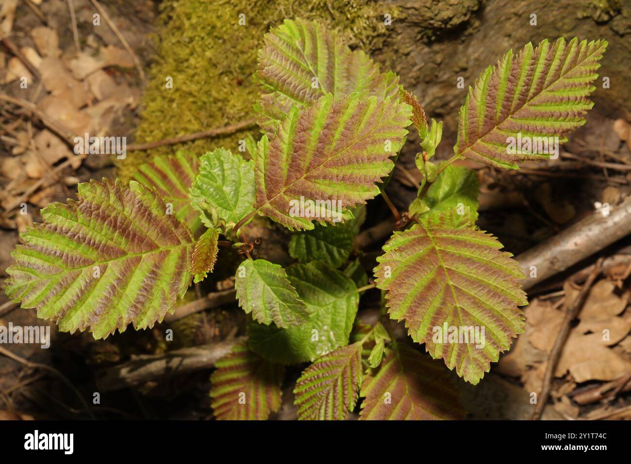 grey alder (Alnus incana) Plantae Stock Photo - Alamy