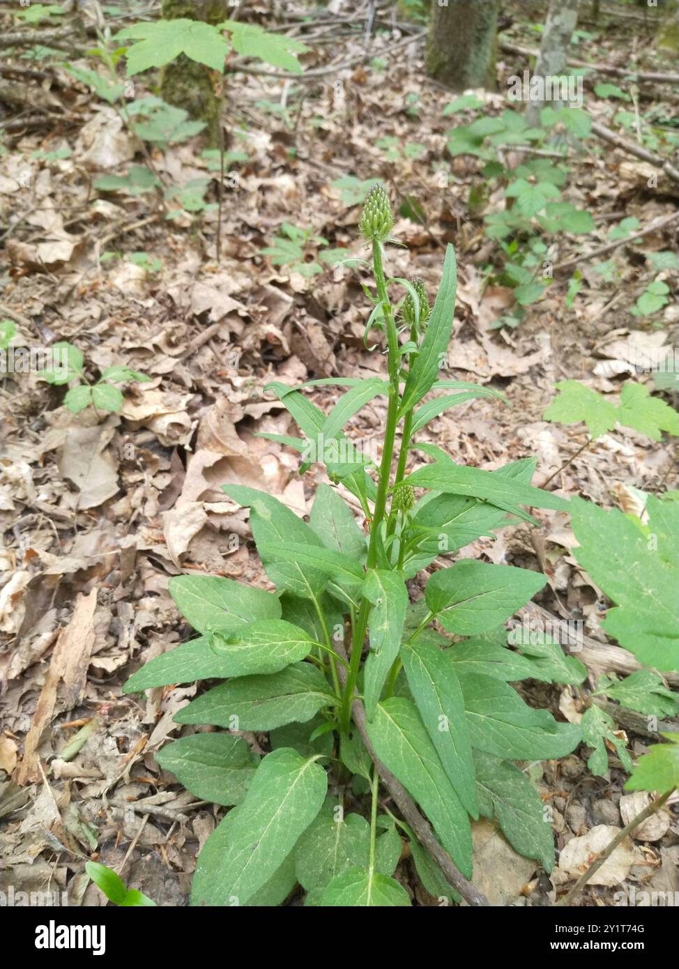 Spiked rampion (Phyteuma spicatum) Plantae Stock Photo - Alamy