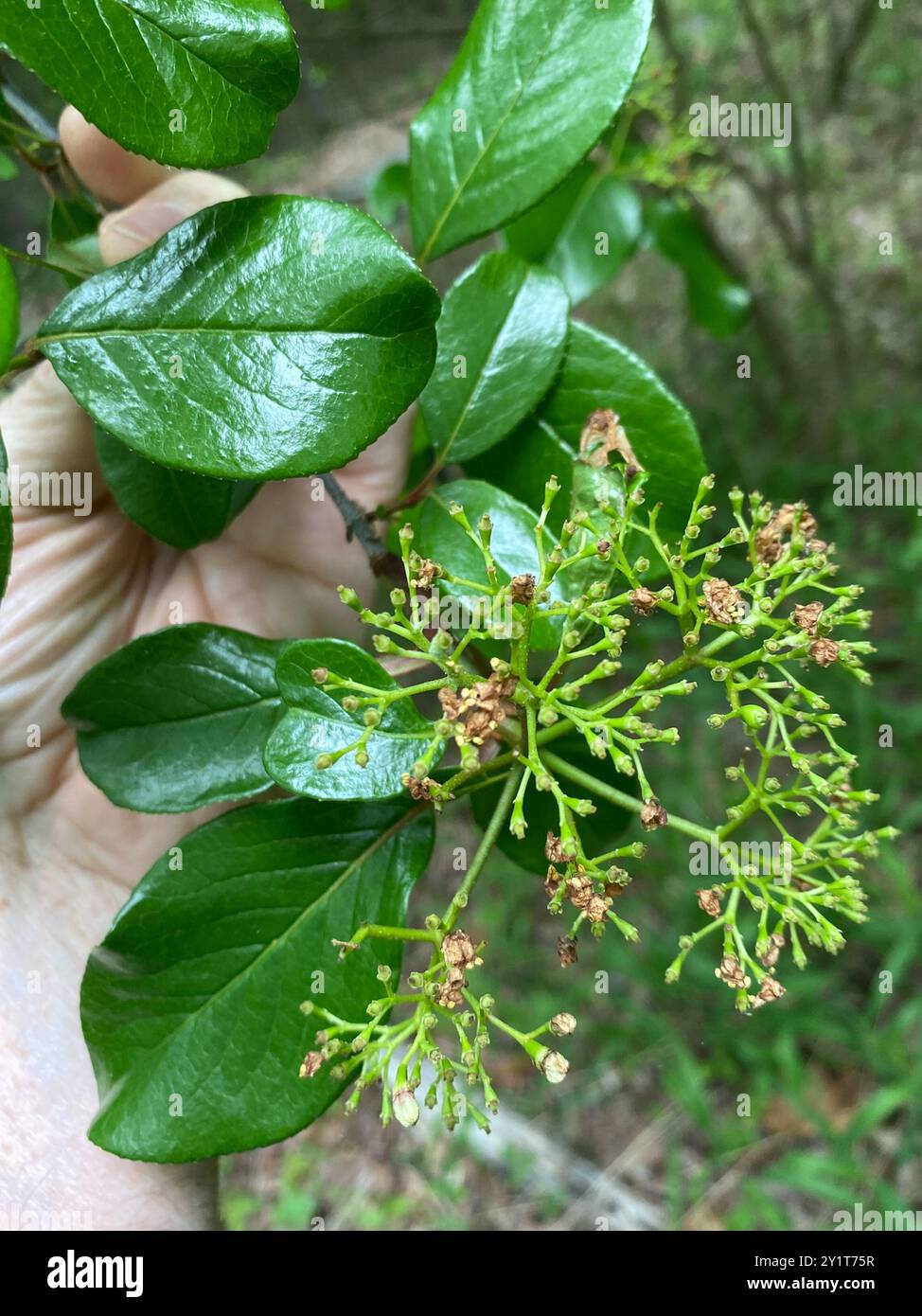 Rusty Blackhaw (Viburnum rufidulum) Plantae Stock Photo - Alamy