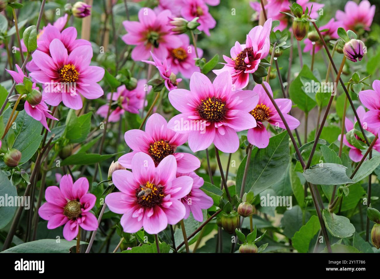 Pink and purple collarette Dahlia ‘Skyfall’ in flower Stock Photo - Alamy