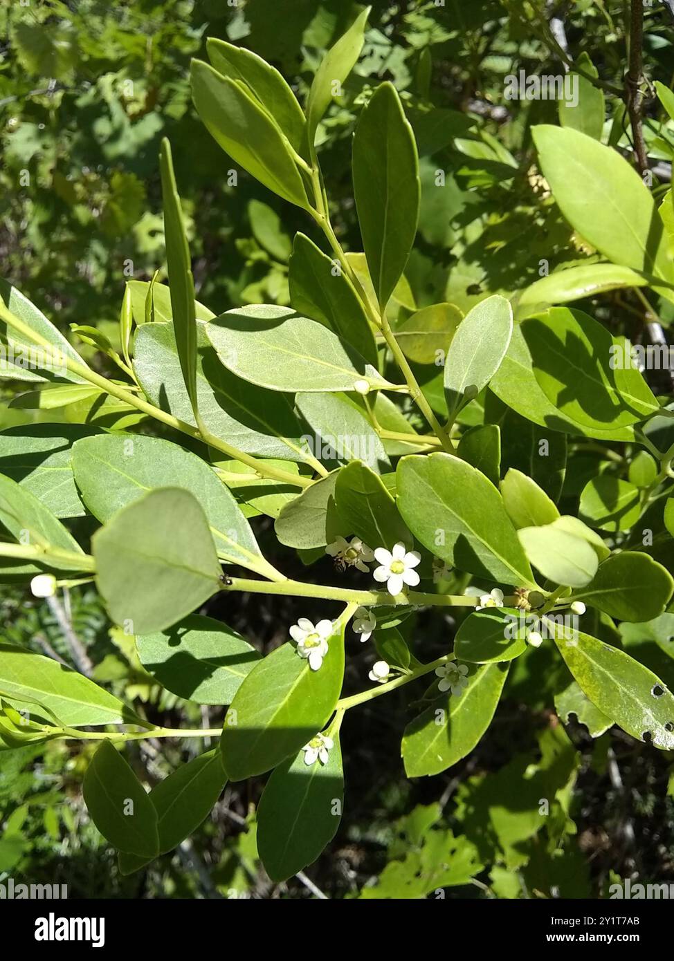 gallberry (Ilex glabra) Plantae Stock Photo - Alamy