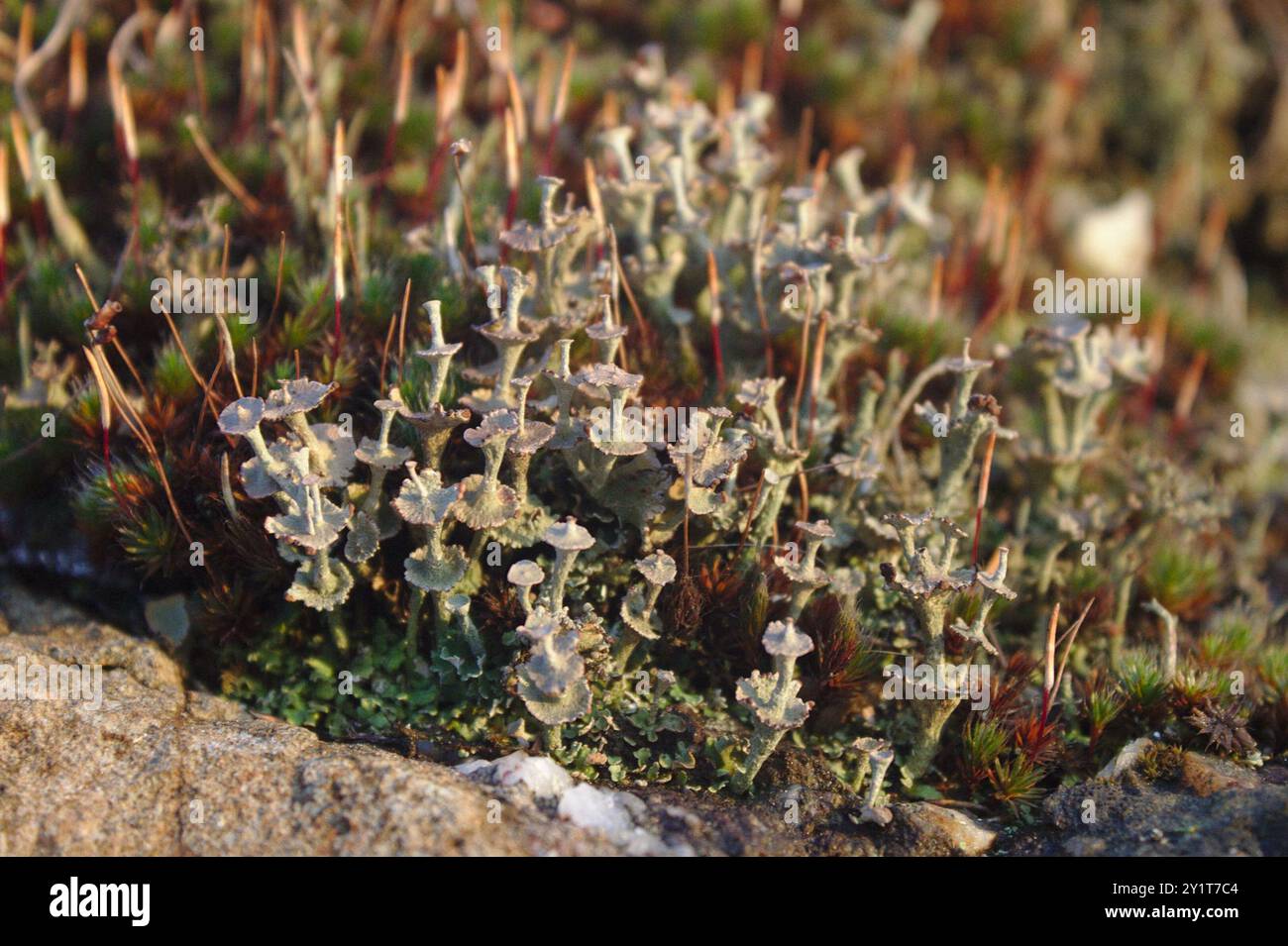 Cladonia verticillata hi-res stock photography and images - Alamy