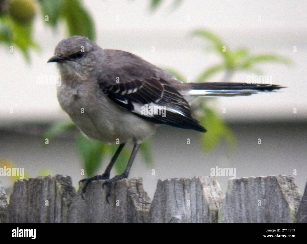 Northern Mockingbird (Mimus polyglottos) Aves Stock Photo - Alamy