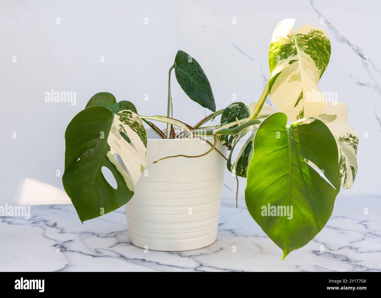 Monstera borsigiana variegated in a white ceramic pot on a white ...