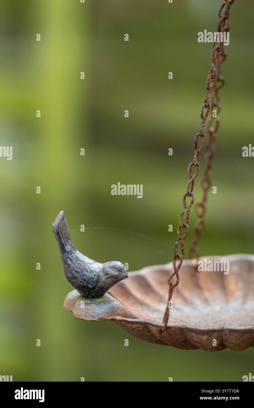 bird water feeder in a garden with small wren style bird drinking from ...