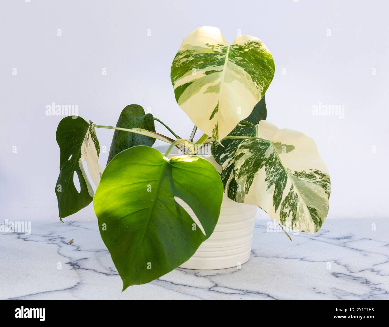 Monstera variegated plant in white pot on a marble floor Stock Photo ...